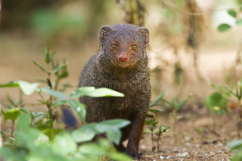 Indischer Grauer Mungo in Sri Lanka Stockbild - Bild von grau, park ...