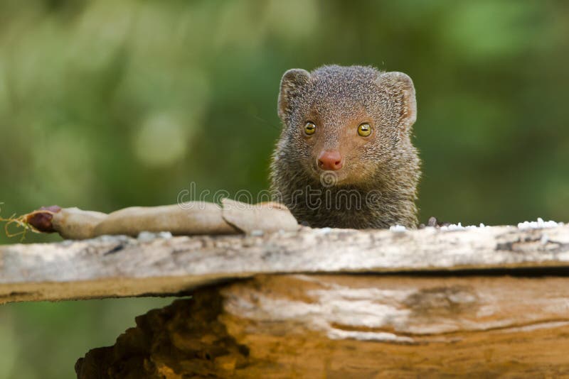 Indischer Grauer Mungo in Sri Lanka Stockfoto - Bild von säugetier ...