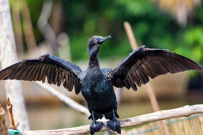 Indischer Kormoran (Phalacrocorax Fuscicollis) Stockfoto - Bild von ...