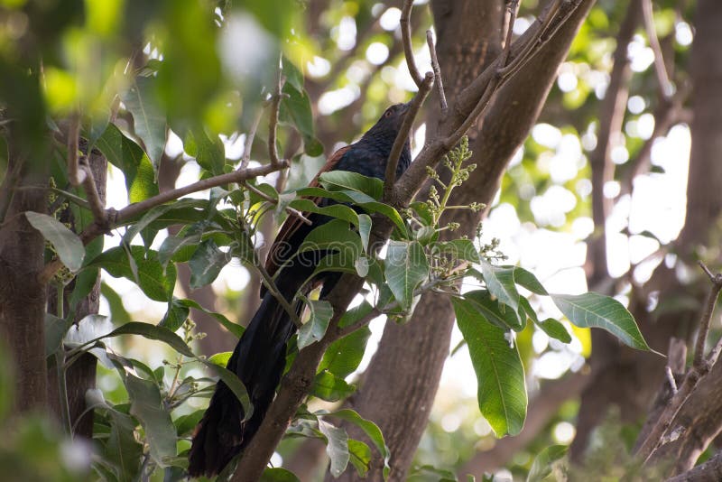 Indischer Kuckuck-Vogel stockfoto. Bild von mangopflaume - 37050062