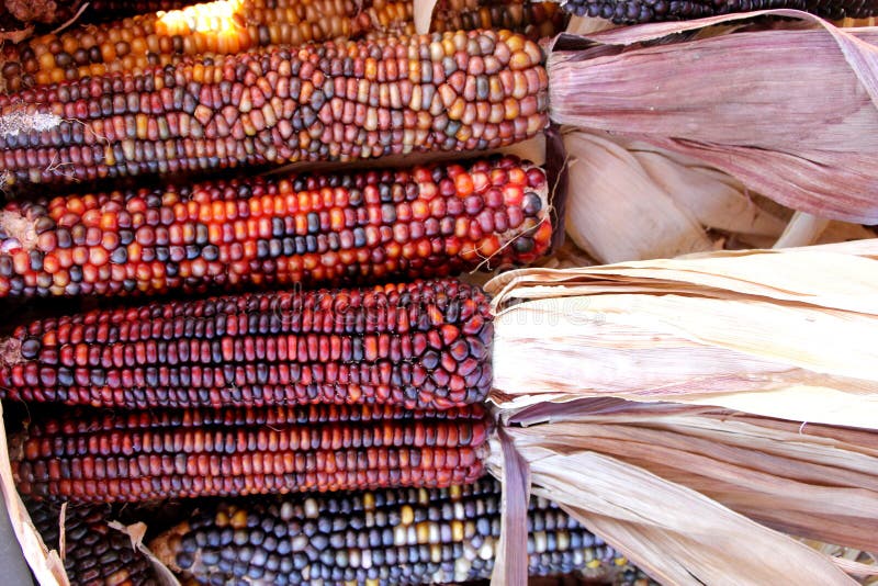 Indischer Mais, Flint Corn, Zea Mai Var Indurata Stockfoto - Bild von ...