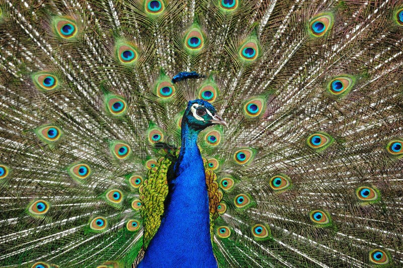 Der Indische Peafowl, Pavo Cristatus, Ranthambhore Tiger Reserve ...