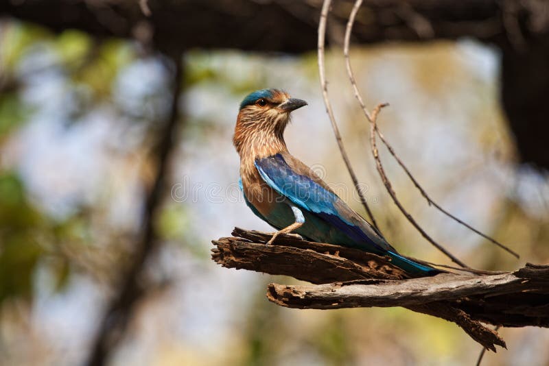 Indischer Rollenvogel, Der Auf Einem Toten Baumstamm Hockt Stockfoto ...