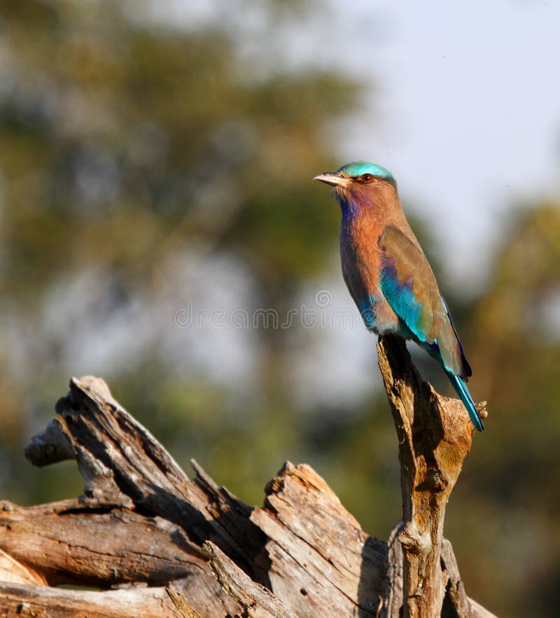 Indischer Rollenvogel, Der Auf Einem Toten Baumstamm Hockt Stockfoto ...