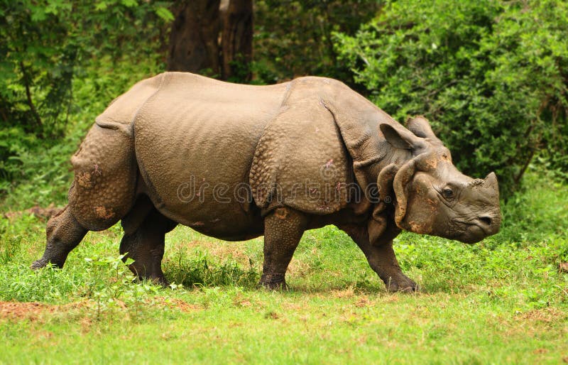 Indisches Nashorn Stockfoto Bild Von Gefährlich Grau 15688178