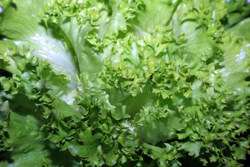 Indivia riccia immagine stock. Immagine di dieta, foglio - 50087503