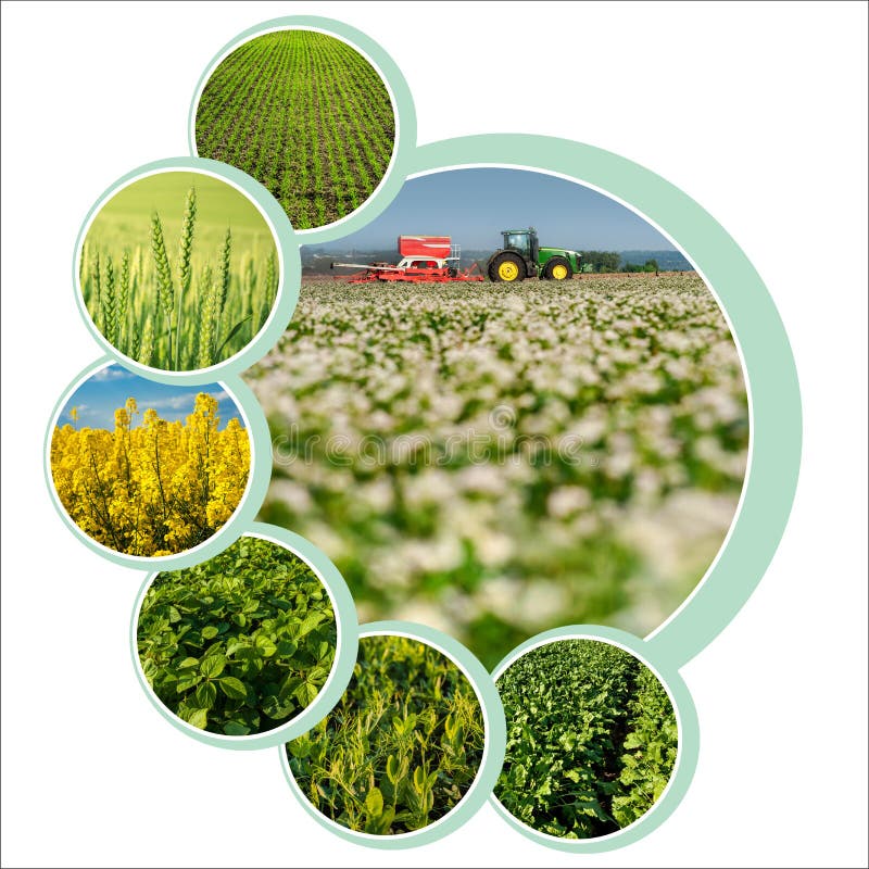 Individual Circle Design for Agrarian Theme with Photo Stock Photo ...