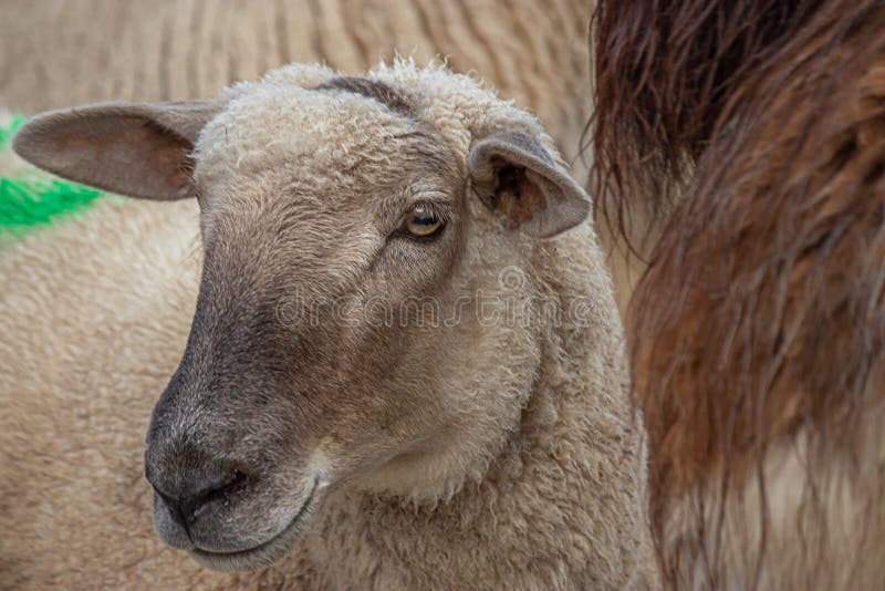 An Individual Sheep within a Group of Sheep Stock Image - Image of lush ...