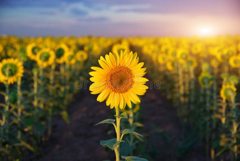 Individual sunflower. stock photo. Image of blossom, meadow - 27063672