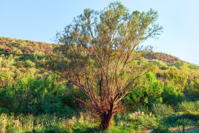 Individual Tree Growing Near Hill Stock Image - Image of environment ...