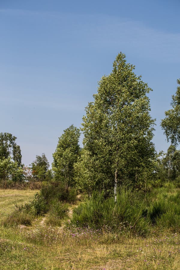 Individual Trees in the Moorland Stock Photo - Image of heathland ...