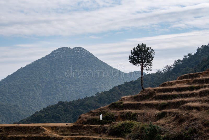 Individual Trees Stand Out in the Forest Stock Image - Image of town ...