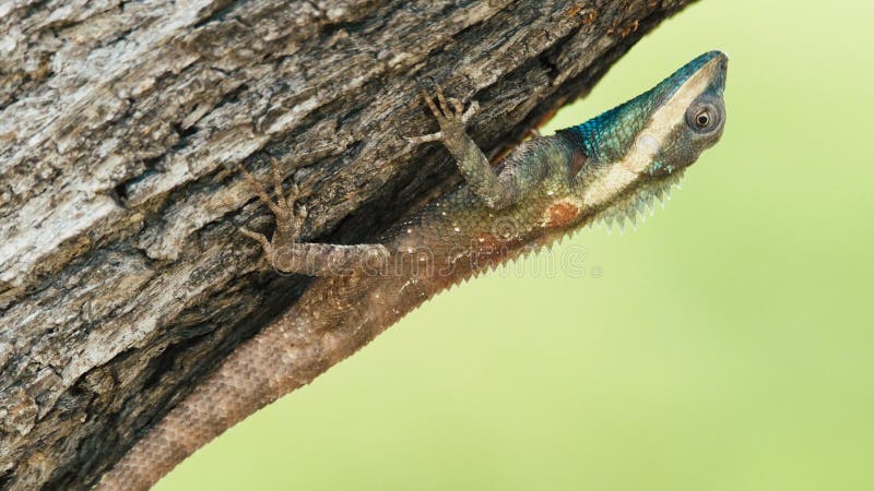 Indo-Chinese forest lizard stock video. Video of colorful - 152801445