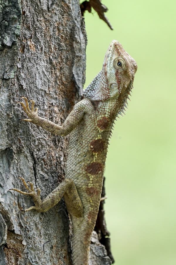 Indo-Chinese Forest Lizard in Camouflage on a Tree Stock Photo - Image ...
