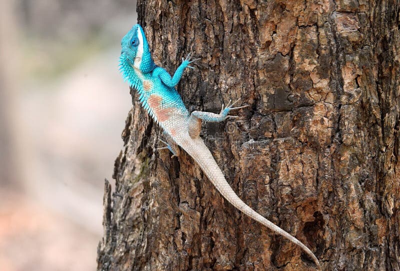 Indo-Chinese Forest Lizard on a Tree Trunk. Calotes Mystaceus Stock ...