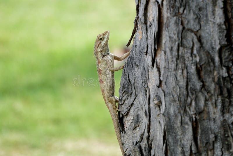 Indo-Chinese Forest Standing Still on a Tree Stock Image - Image of ...