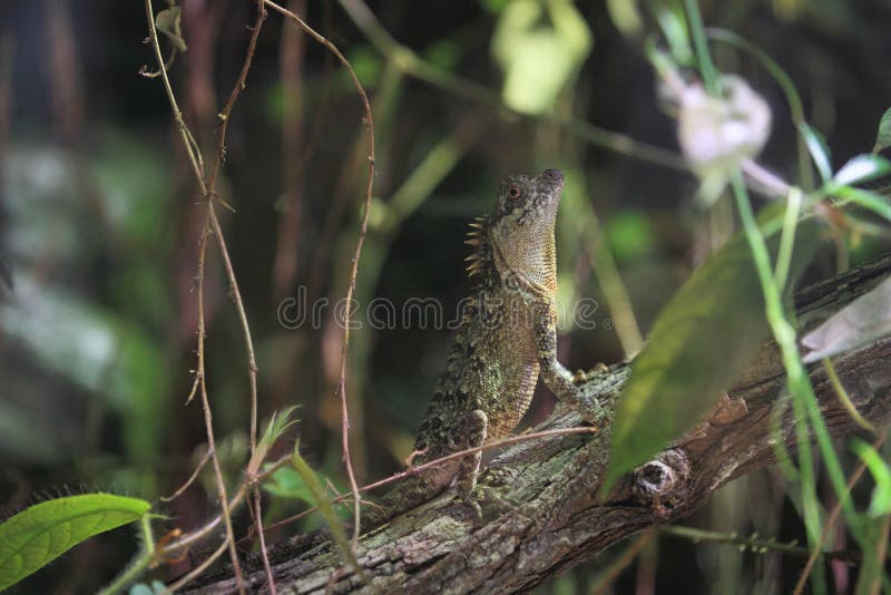 Indo-chinese spiny lizard stock image. Image of chinese - 36880799