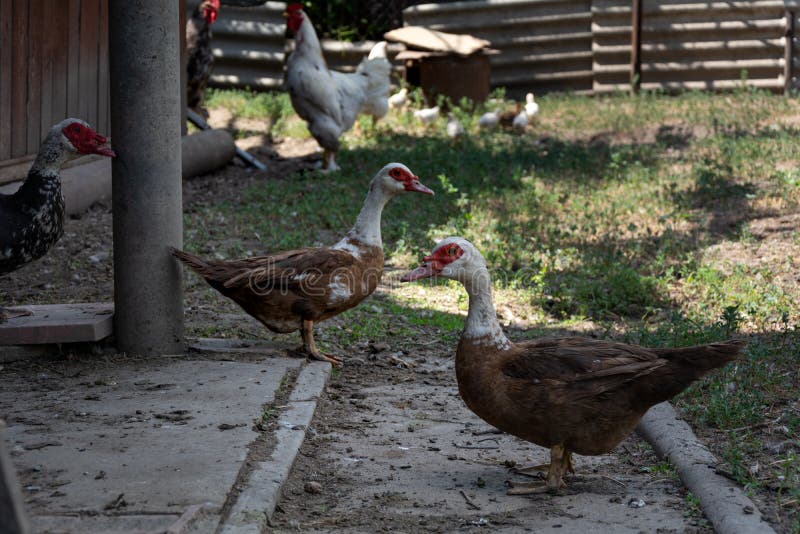 Indo Duck Free Range in the Backyard of a Small Rural Home Farm Stock ...