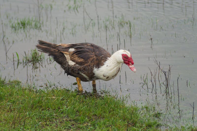 Indo Duck Swims in the Pond Stock Image - Image of green, closeup ...