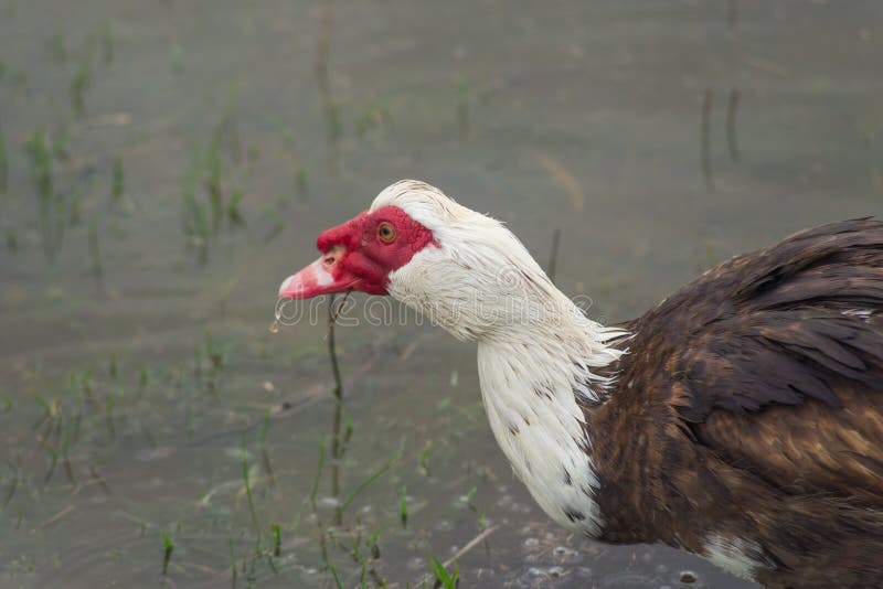 Indo Duck Swims in the Pond Stock Image - Image of animal, beauty ...