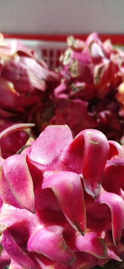 Indo fruit dragon stock photo. Image of dragon, produce - 221162058