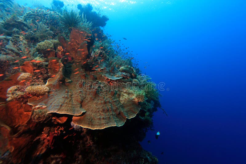 Indo pacific coral reef stock image. Image of wall, animal - 7085993