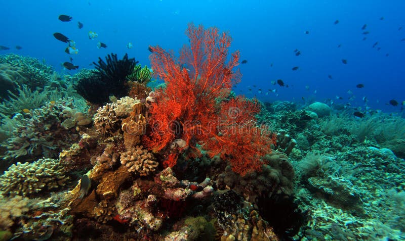 Indo pacific coral reef stock image. Image of coral, animal - 7086581