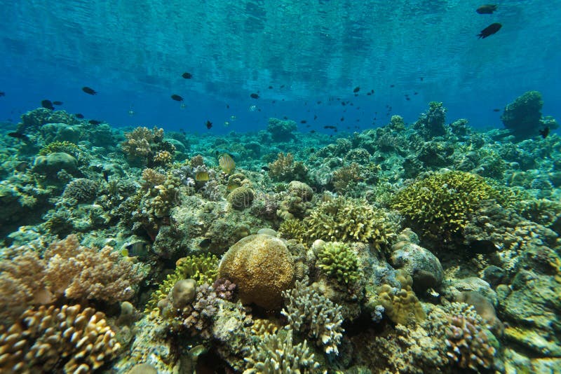Indo pacific coral reef stock photo. Image of shallow - 7086812