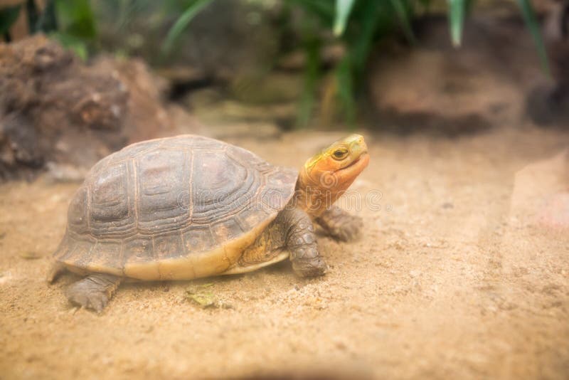 Yellow Indochinese Box Turtle Stock Photos - Free & Royalty-Free Stock ...