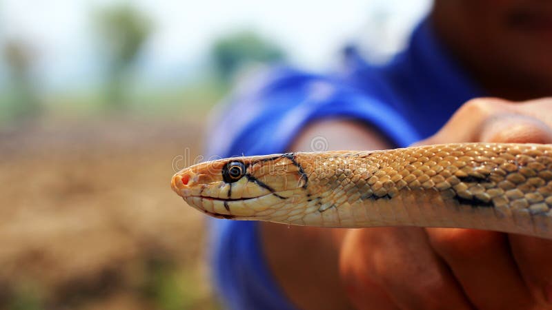 Indochinese rat snake stock image. Image of oriental - 31736223 Indochinese rat snake stock image. Image of oriental - 31736223