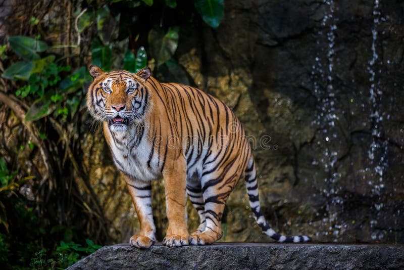 White Amur Tiger on a Waterfall Stock Image - Image of mammal, siberian ...