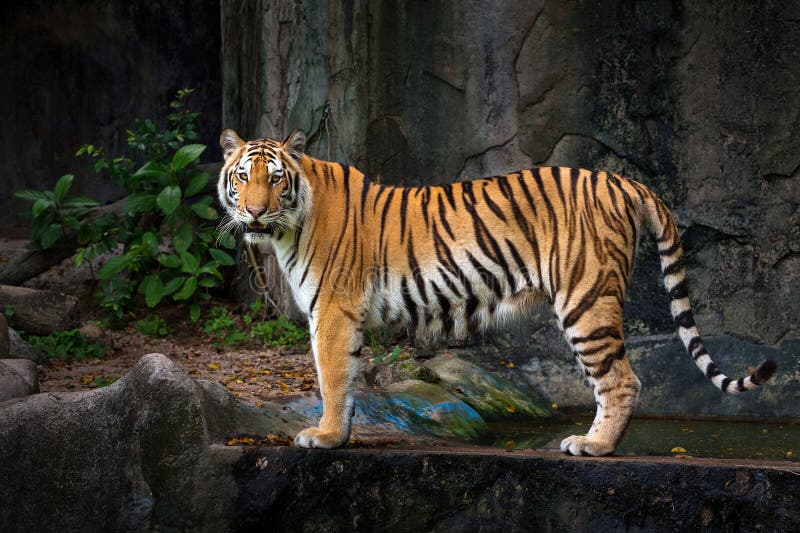 Indochinese Tiger is Standing. Stock Image - Image of predator, bengal ...