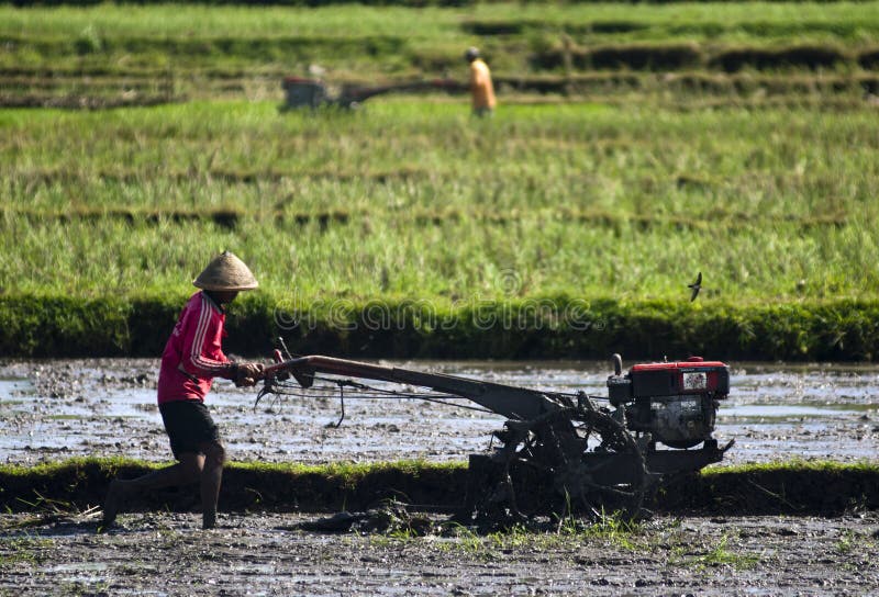 Indonesia agriculture editorial stock image. Image of field - 32084909