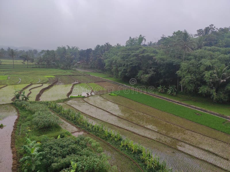 Indonesia Agriculture Start To Grow Stock Photo - Image of indonesia ...