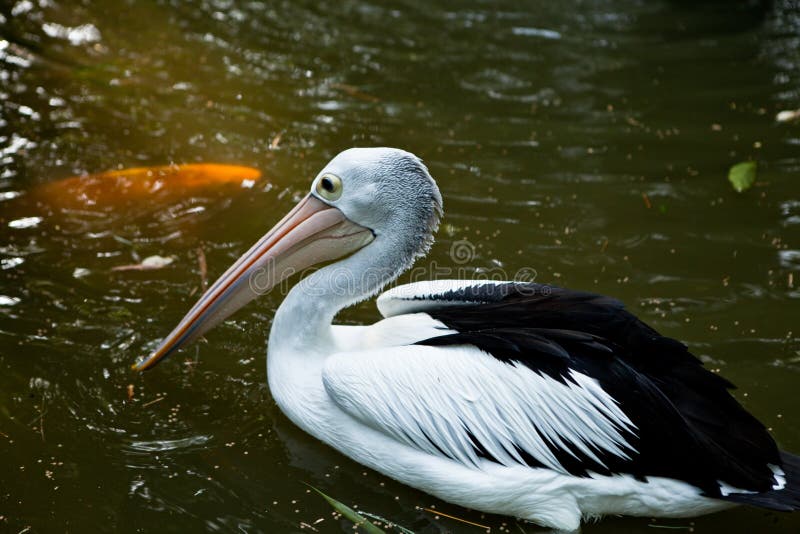 INDONESIA, BALI - JANUARY 20, 2011: Exotic Birds at Bali Zoo. Editorial ...