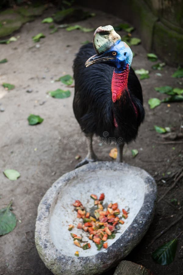 INDONESIA, BALI - JANUARY 20, 2011: Exotic Birds at Bali Zoo. Editorial ...