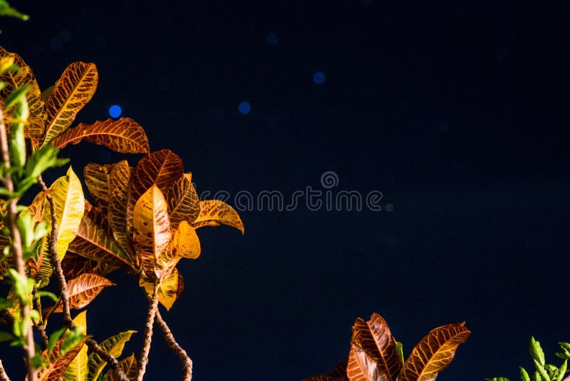 Indonesia, Bali Night Experience Stock Image - Image of plant, pentagon ...