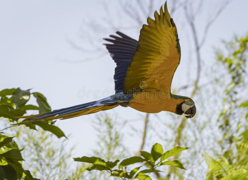 Indonesia - Blue and Gold Macaw in Flight in the Forest Stock Photo ...
