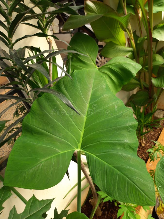 In Indonesia we Call it Lompong Stock Image - Image of forest, produce ...