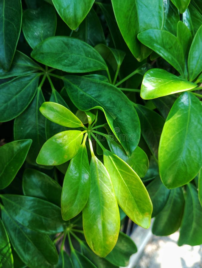 In Indonesia we Call & X22;walisongo& X22; Stock Image - Image of green ...