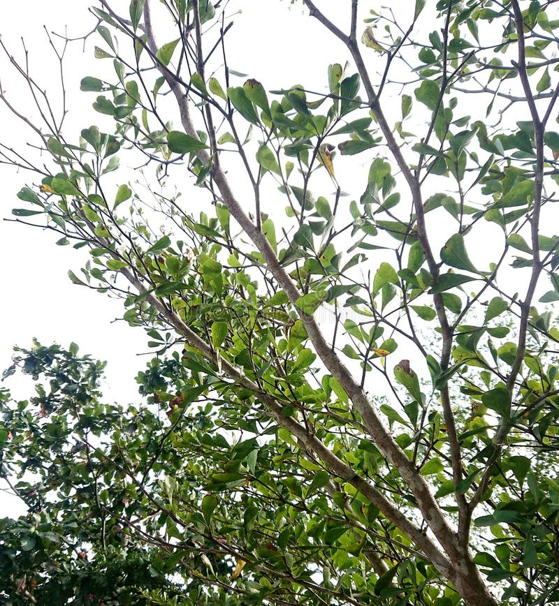 In Indonesia it is Called the Ketapang Tree Stock Photo - Image of food ...