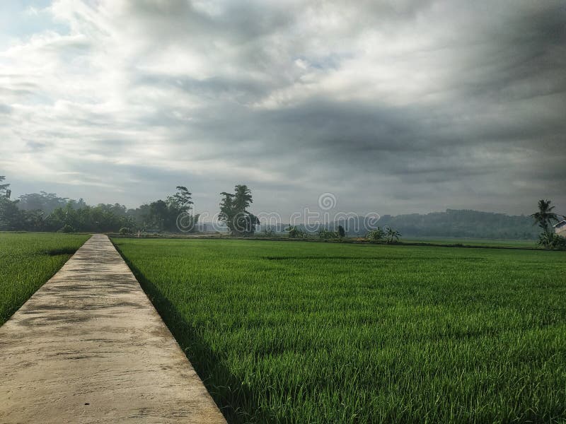 Indonesia Cloudy Green Rice Field Stock Image - Image of green ...