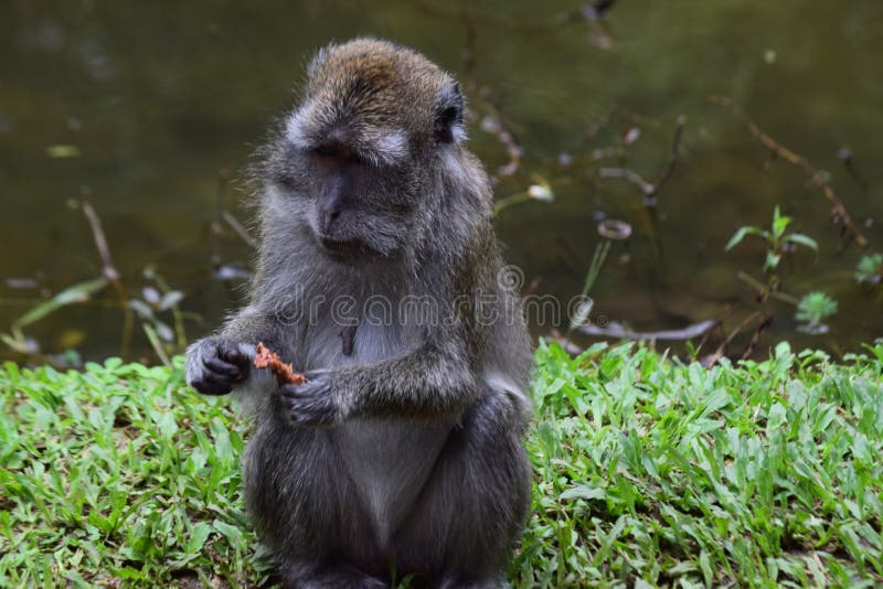 Indonesia De Los Monos Inteligentes Imagen de archivo - Imagen de fauna ...