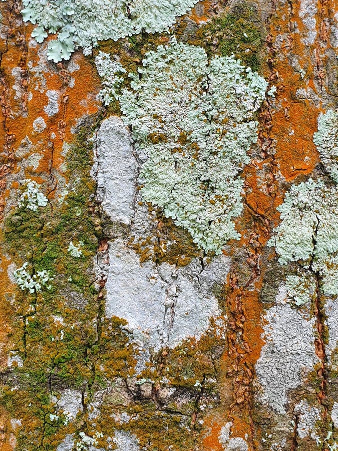 Indonesia, East Java, Tancak, the Pattern of Skin Tree Stock Image ...