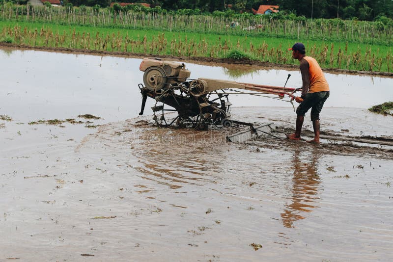 Indonesia Farmer Harversting Rice in Rice Field, April 15th 2019 ...