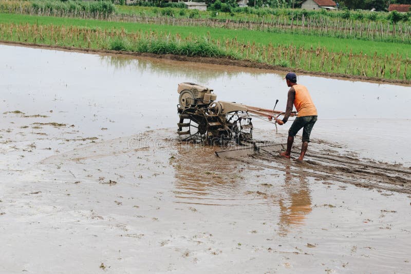 Indonesia Farmer Plowing a Rice Field Using Tiller Tractor Editorial ...