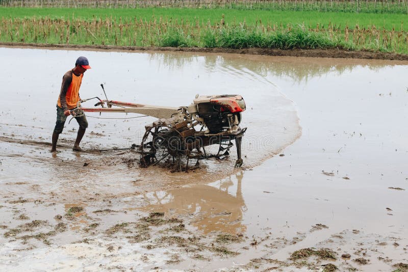 Indonesia Farmer Harversting Rice in Rice Field, April 15th 2019 ...