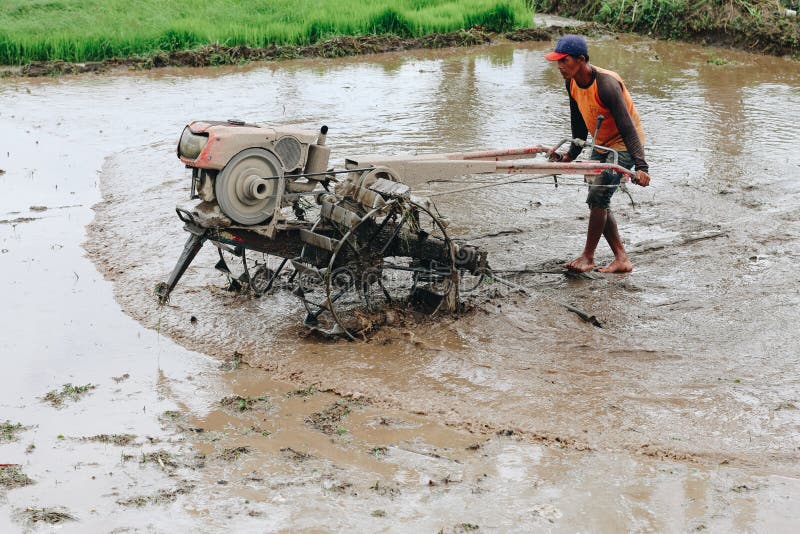Indonesia Farmer Plowing a Rice Field Using Tiller Tractor Editorial ...