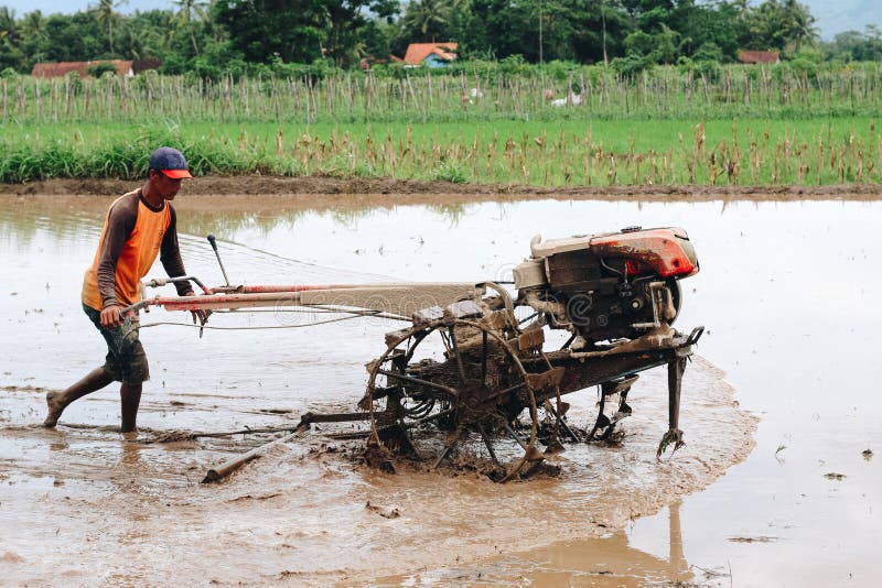 Indonesia Farmer Plowing a Rice Field Using Tiller Tractor Editorial ...