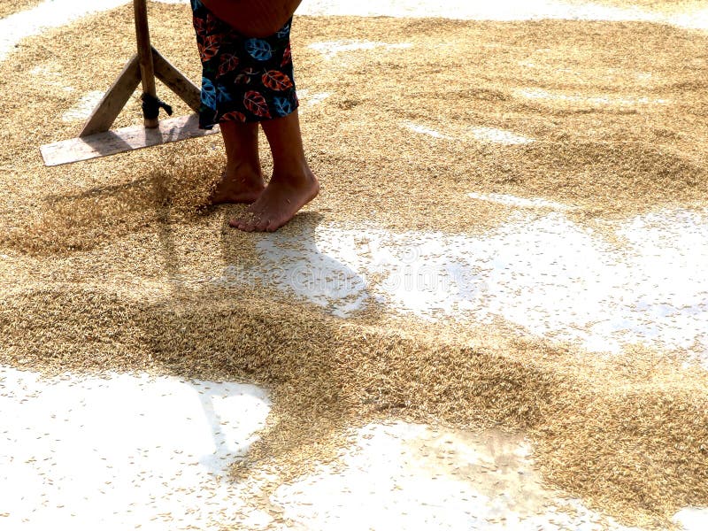 Drying Rice with the Help of the Sun Stock Photo - Image of seed ...